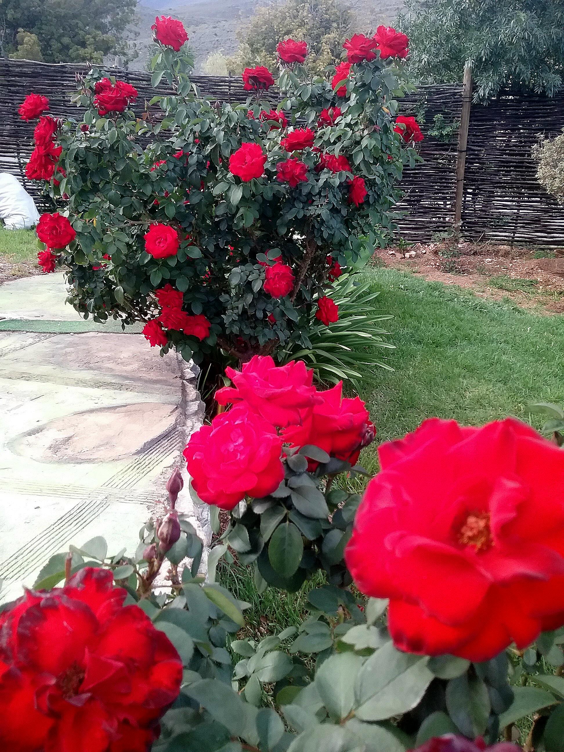 What Can Roses Teach Us About Boundaries? | Cherie Roe Dirksen